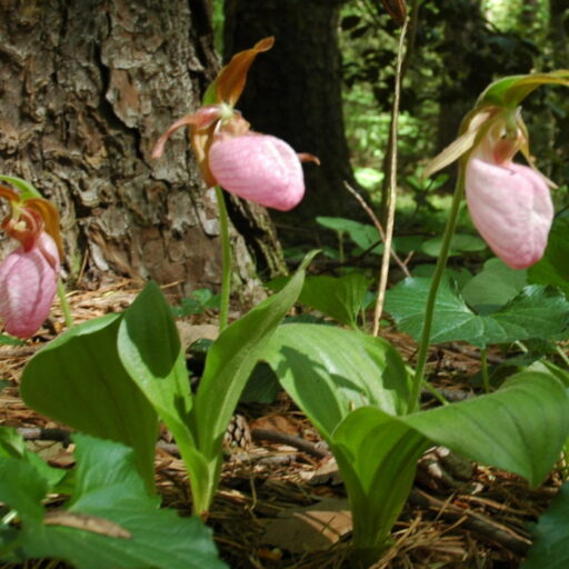 Woodlands Garden | In every season, a place of cultivated and natural ...