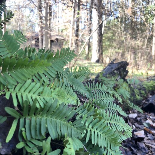 Woodlands Garden | In every season, a place of cultivated and natural ...